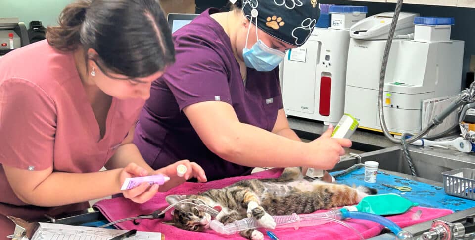 Pet Surgery - Pet Doctors Animal Clinic